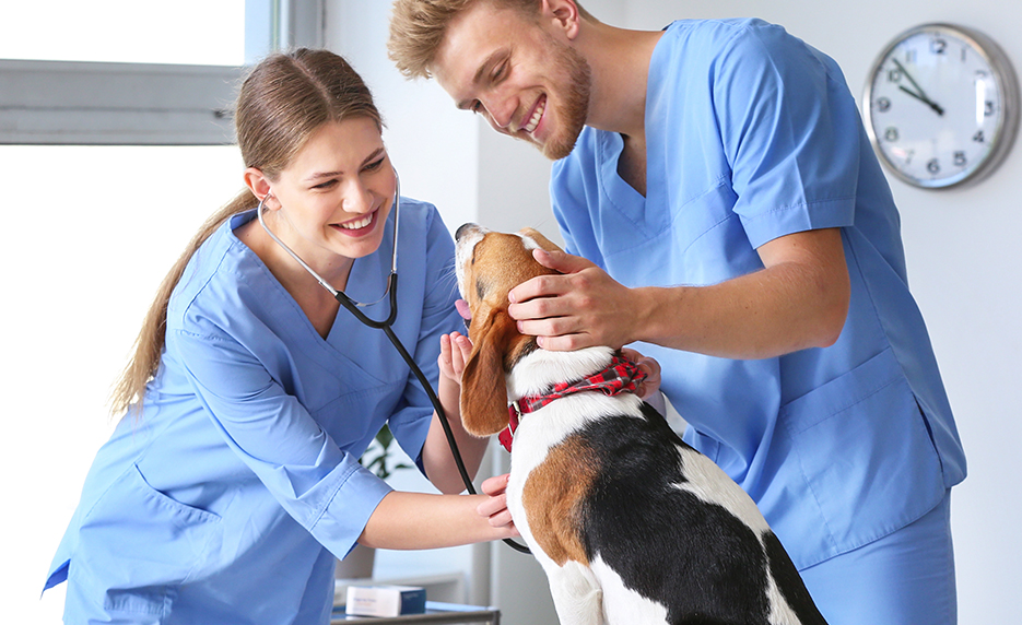 Online Veterinary Assistant from Florida State College at Jacksonville